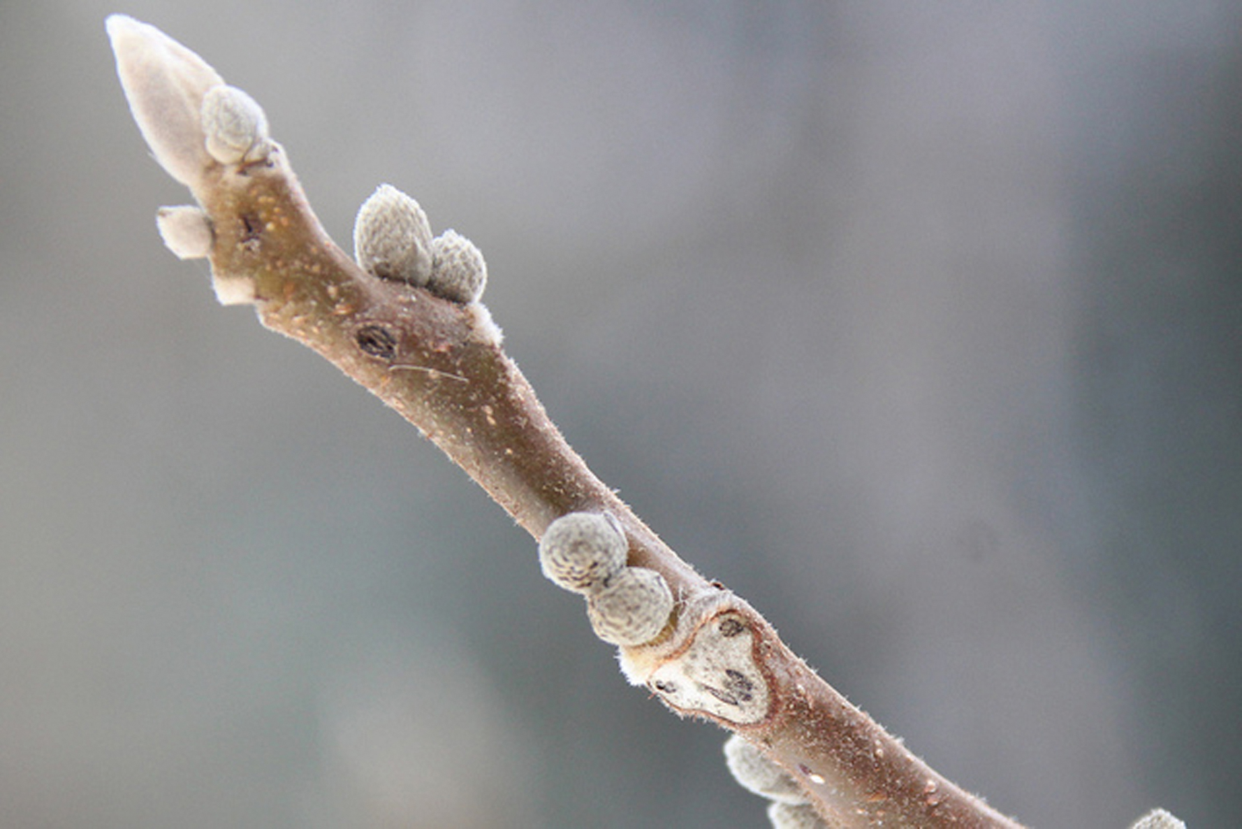 Monkey-faced scars on trees | News, Sports, Jobs - Times Observer